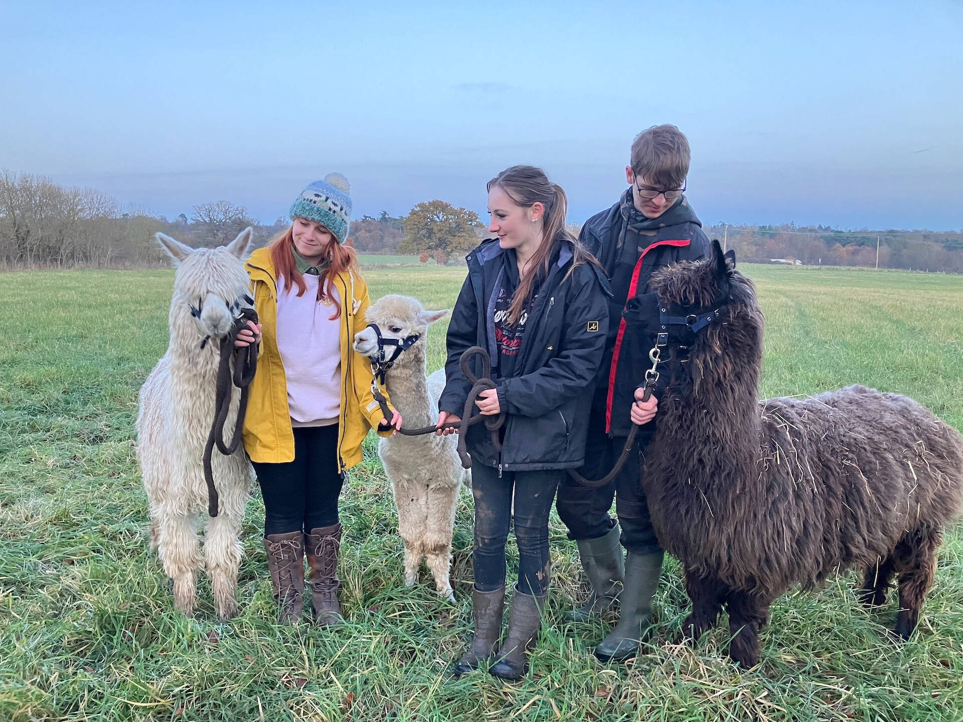 Our Alpaca and Goat walking experience